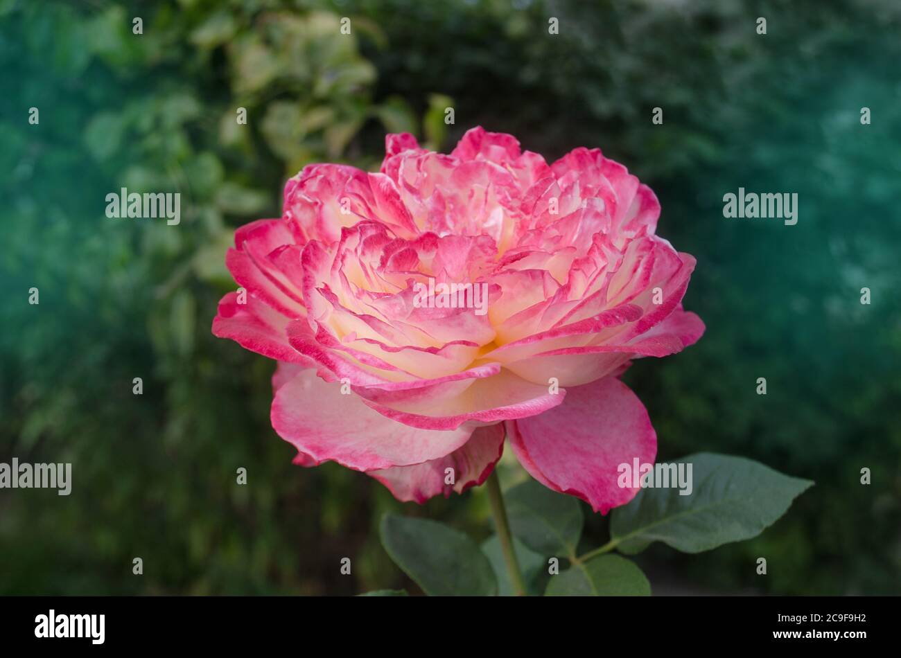 Double tone rose hi-res stock photography and images - Alamy