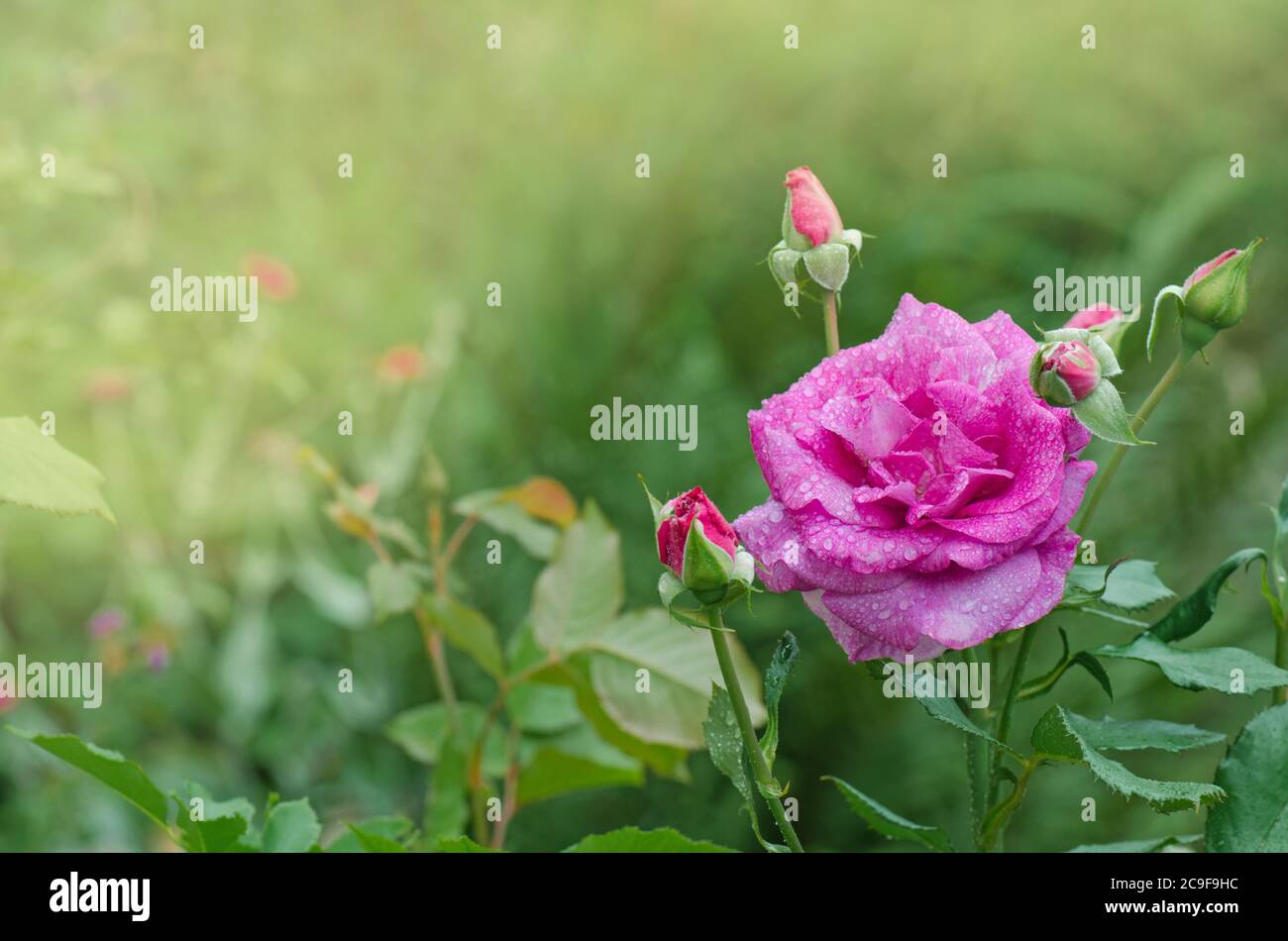 Beautiful Blue River rose. Purple lavender roses in the garden Stock ...