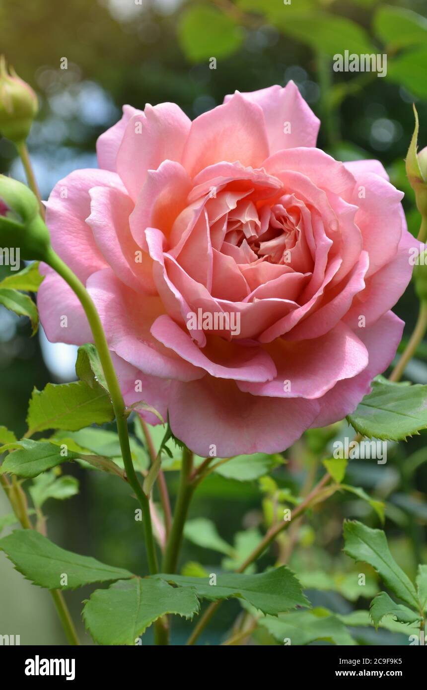 Pink rose in the field. Flowers plant growing in garden. Bush of pink ...
