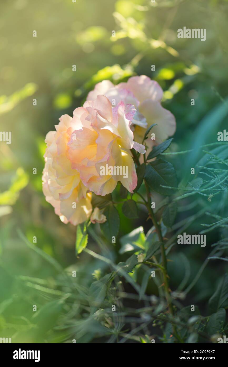 Rose petel change from yellow to pink. Rose growing outdoor Stock Photo ...