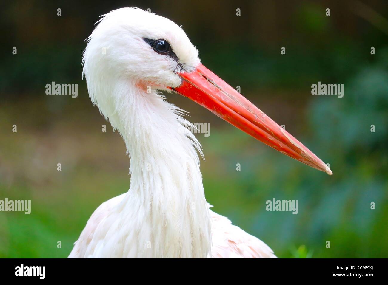 Red stork green leaf hi-res stock photography and images - Alamy