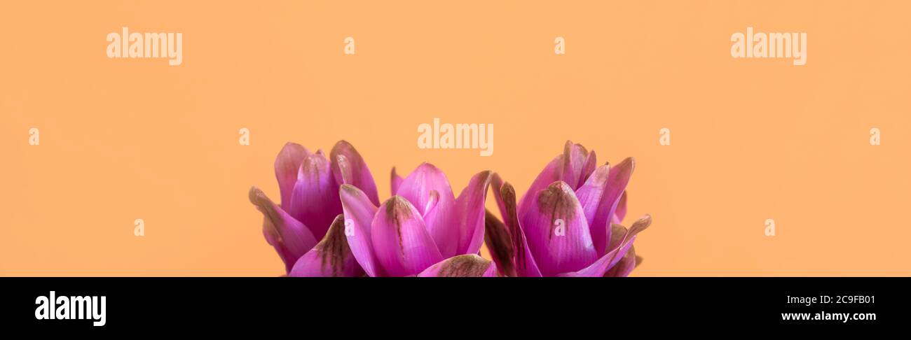 Turmeric flowers hi-res stock photography and images - Alamy