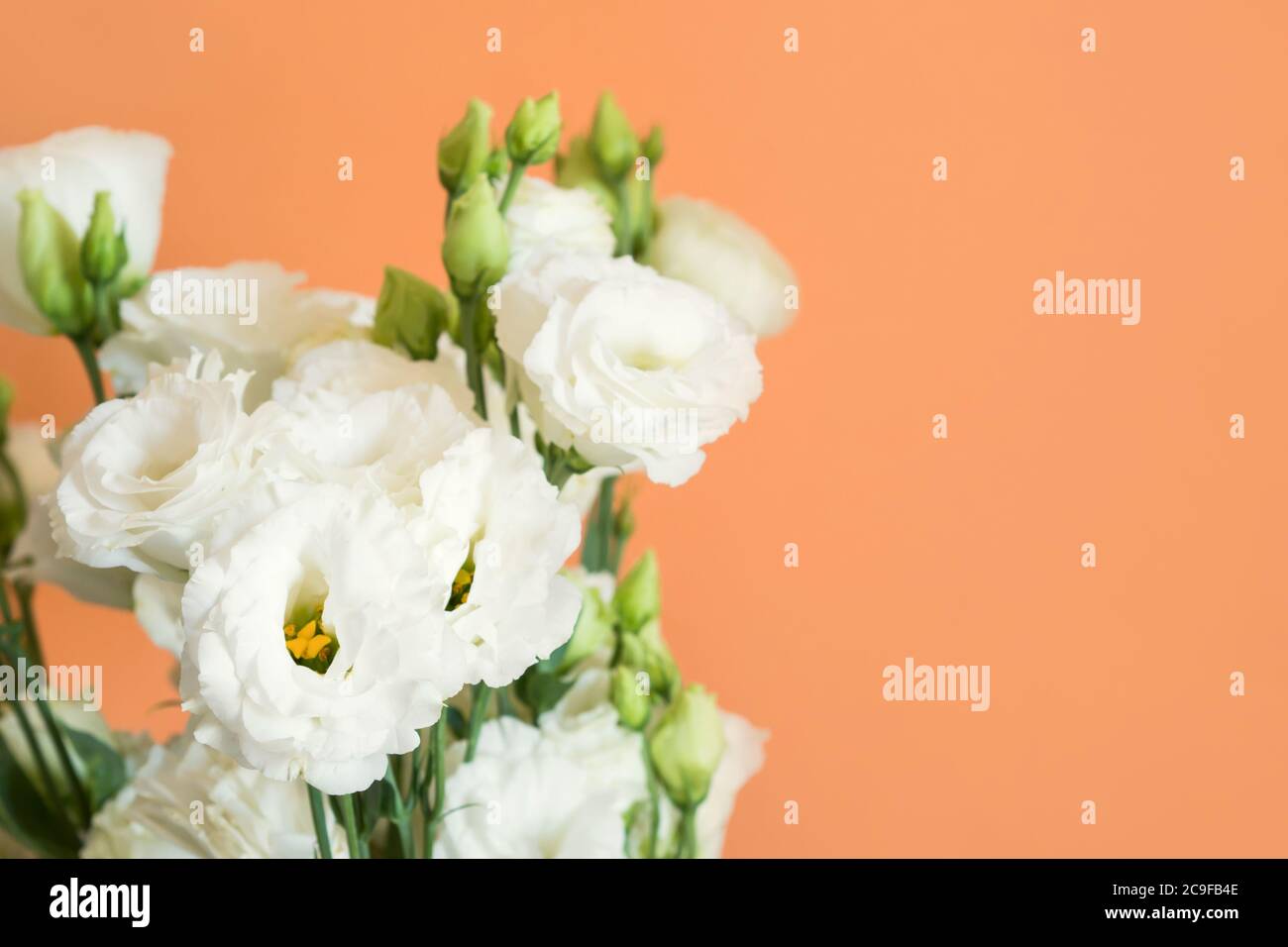 Eustoma vibrant hi-res stock photography and images - Alamy