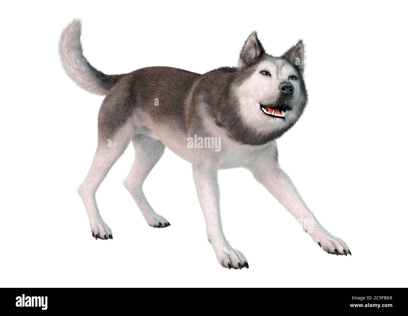 3D rendering of a siberian husky dog isolated on white background Stock ...