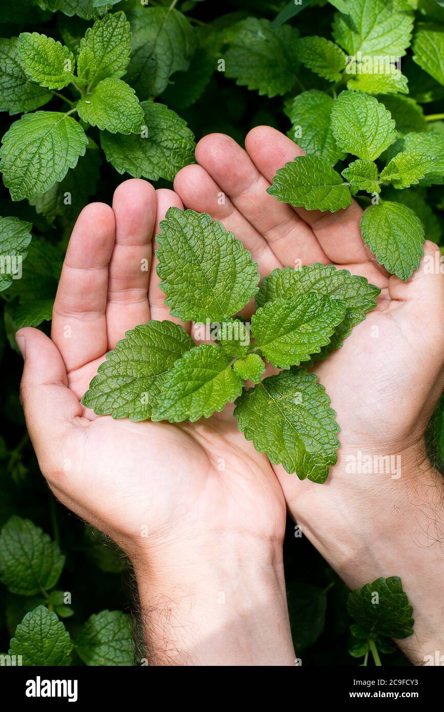 Green Mint Plant Grow Background. Leaves in Men's hands Stock Photo - Alamy