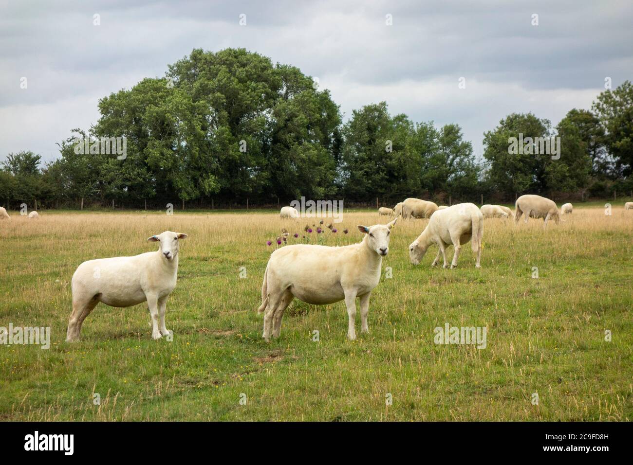 Tasburgh Norfolk High Resolution Stock Photography and Images - Alamy