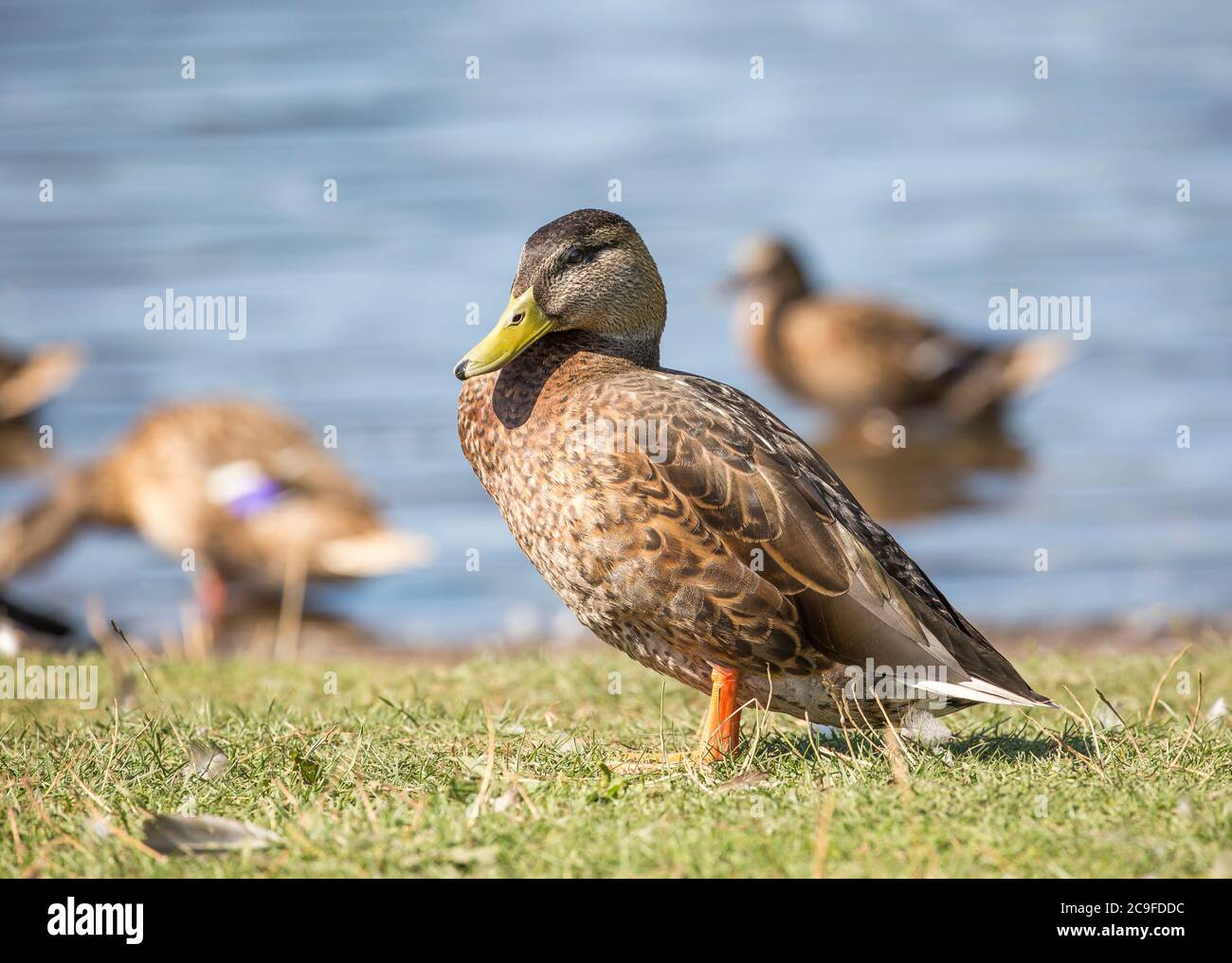 Mallard duck uk hi-res stock photography and images - Alamy