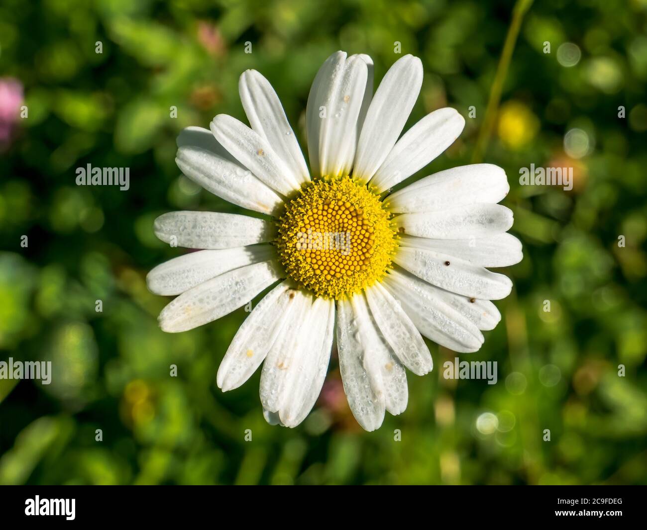 Leucanthemum vulgare also known as ox-eye daisy, oxeye daisy, dog daisy ...