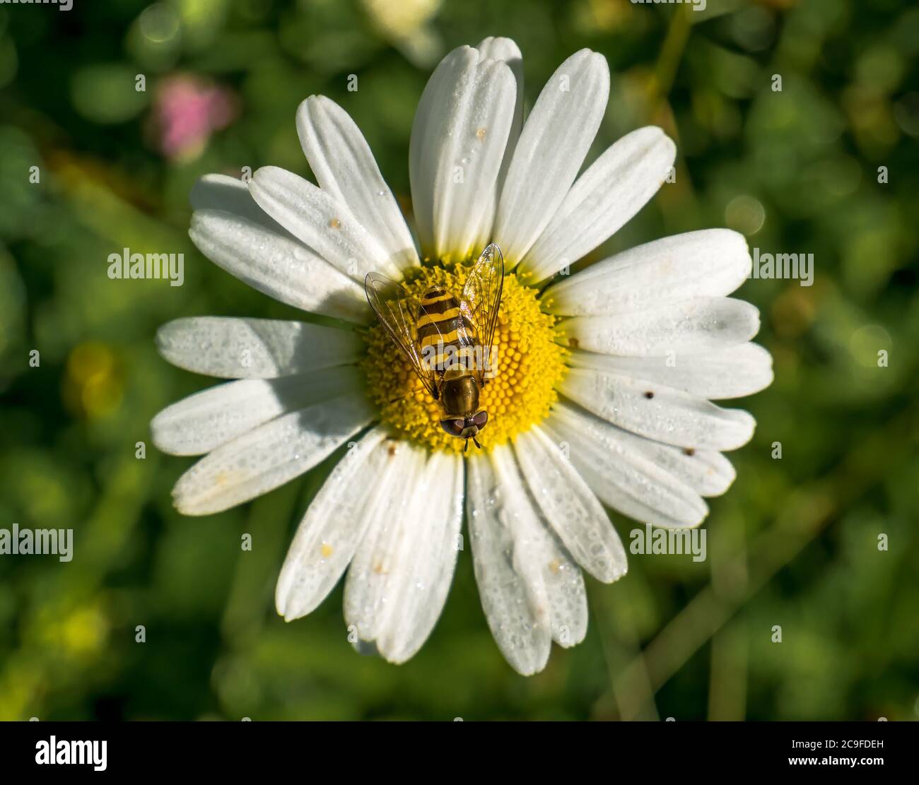 Honey bee on a Leucanthemum vulgare daisy flower collecting pollen ...