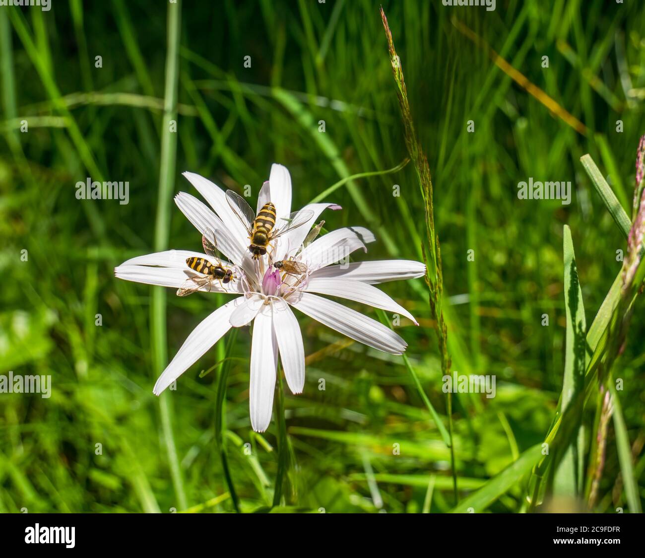 Scorzonera rosea flower on blurred green background. Bee collecting ...