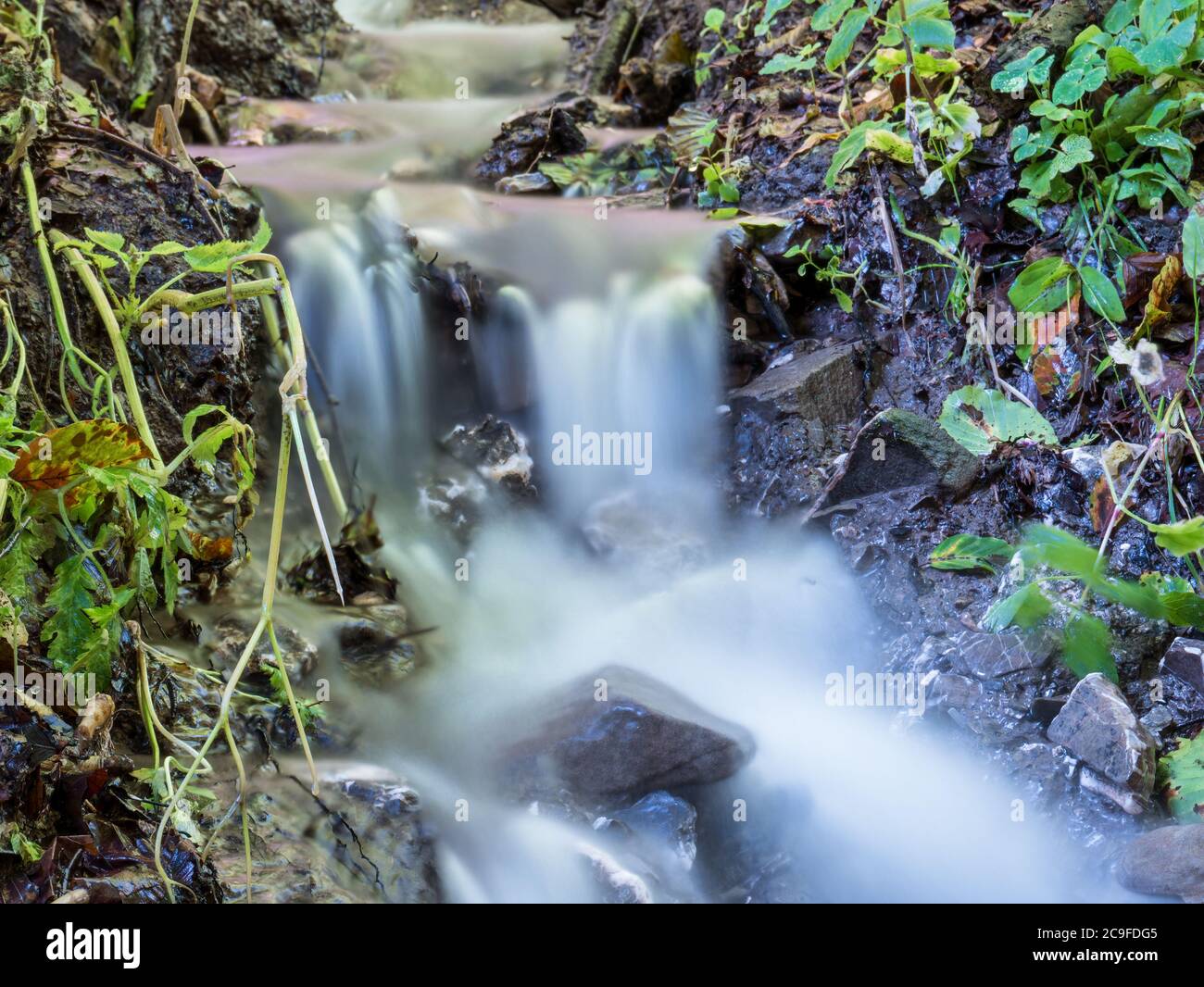 Water stream flowing between rocks into the forest. Water spring in ...