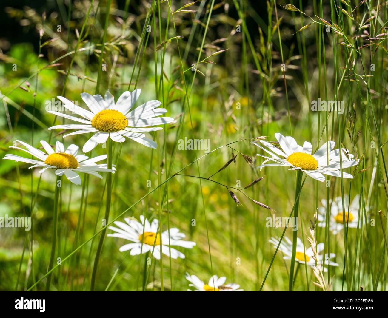 Leucanthemum vulgare also known as ox-eye daisy, oxeye daisy, dog daisy ...