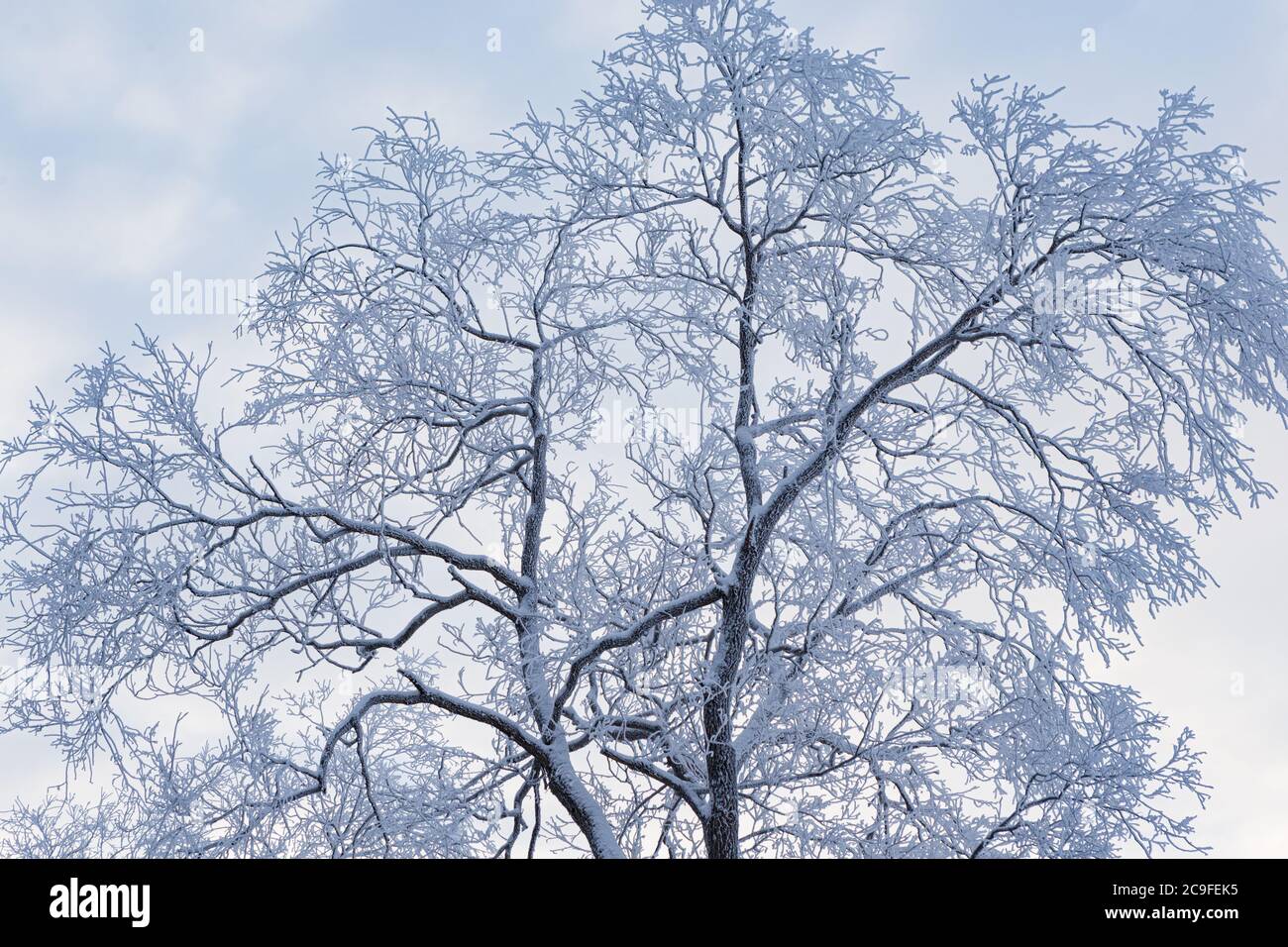 Trees covered in frost snow nature winter scene Stock Photo - Alamy