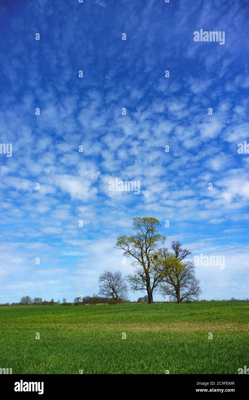 spring field landscapes, landscape field tree, three trees in a field ...