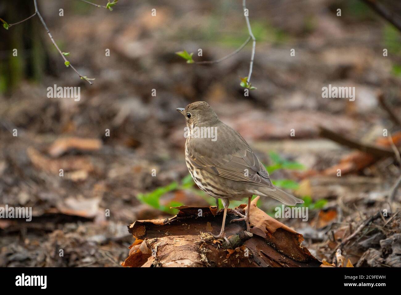 true thrush female bird close-up portrait in the forest. Wildlife photo ...