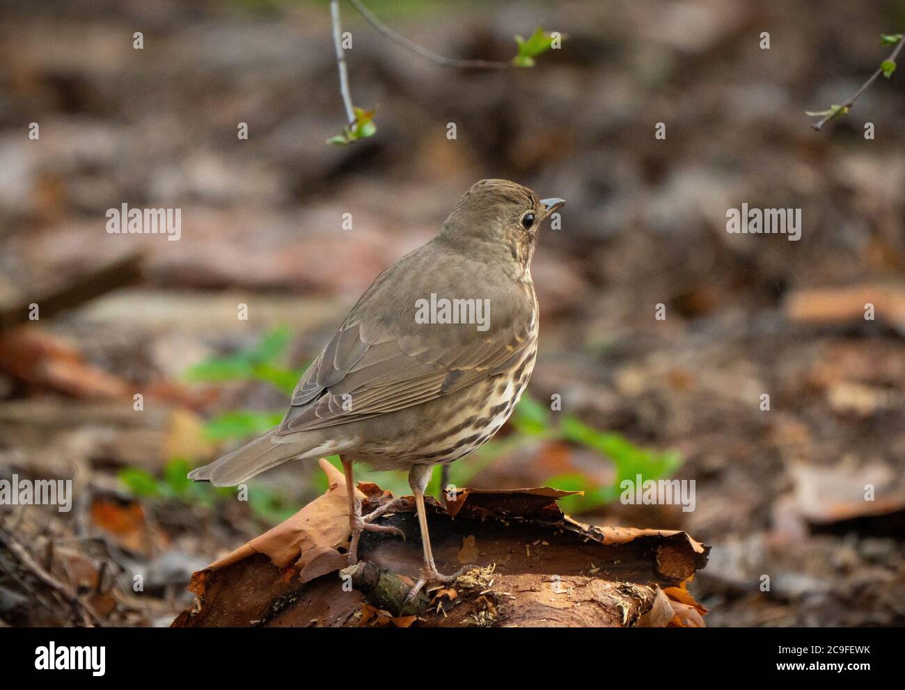 true thrush female bird close-up portrait in the forest. Wildlife photo ...