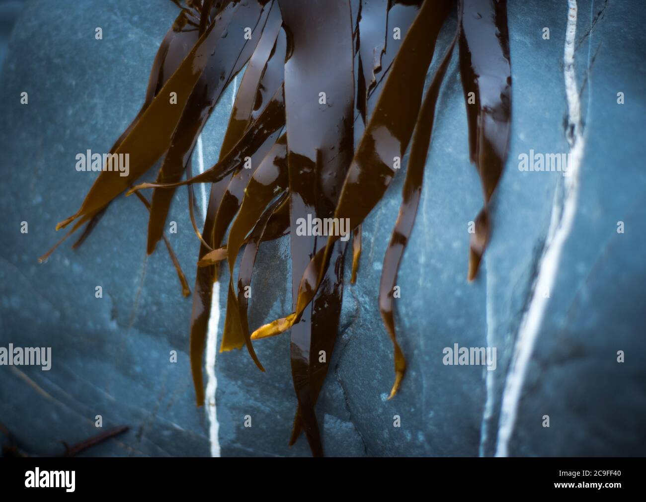 Laminaria digitata (Oarweed) Kelp, Devon UK Stock Photo - Alamy