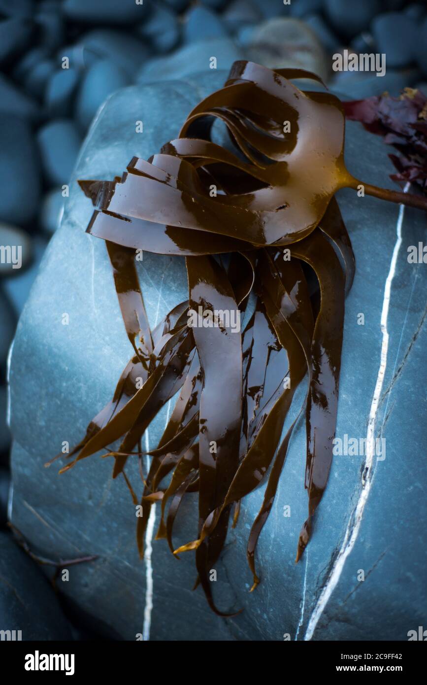 Laminaria digitata (Oarweed) Kelp, Devon UK Stock Photo - Alamy