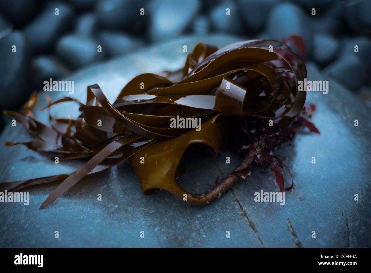 Laminaria digitata (Oarweed) Kelp, Devon UK Stock Photo - Alamy