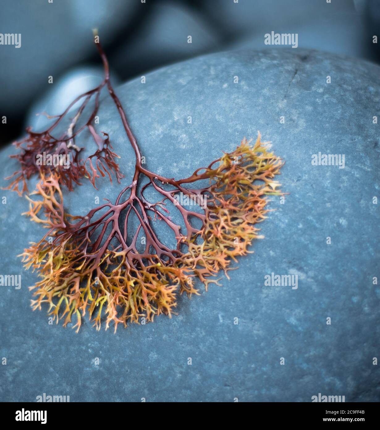 Irish sea moss hi-res stock photography and images - Alamy