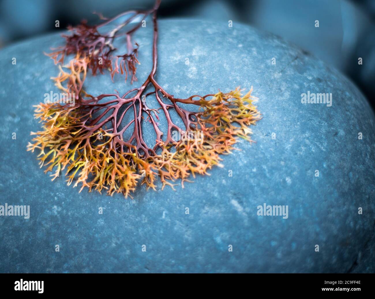 Chondrus crispus (Irish Moss) detail on rock Stock Photo - Alamy