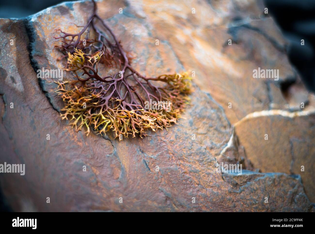 Chondrus crispus (Irish Moss) detail on rock Stock Photo - Alamy