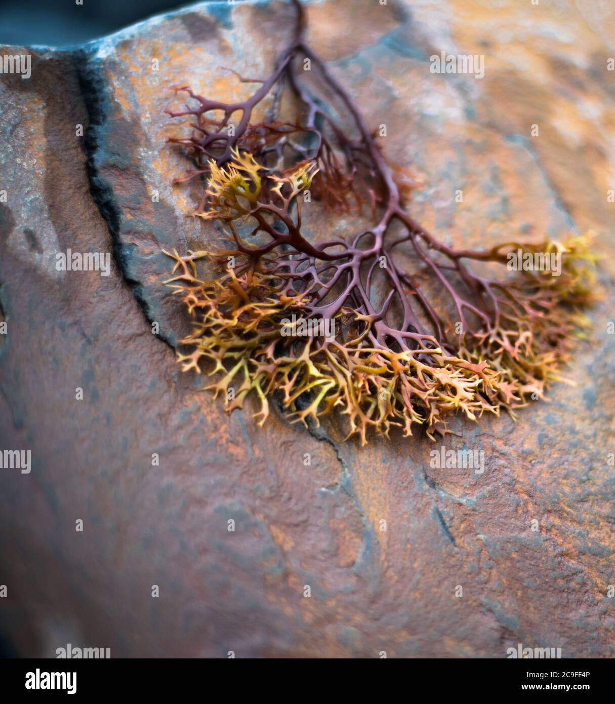 Chondrus crispus hi-res stock photography and images - Alamy