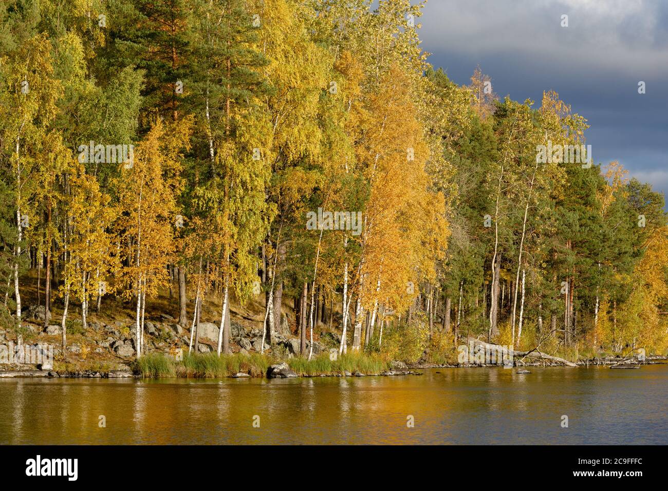 Autumn color trees and lake landscape in Finland Stock Photo - Alamy