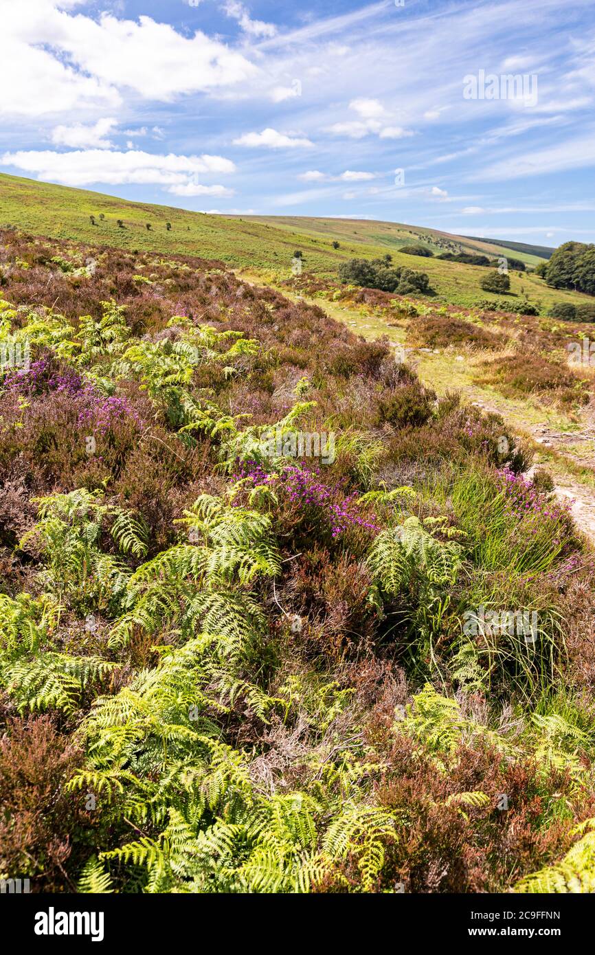 Bracken fern ferns hi-res stock photography and images - Alamy