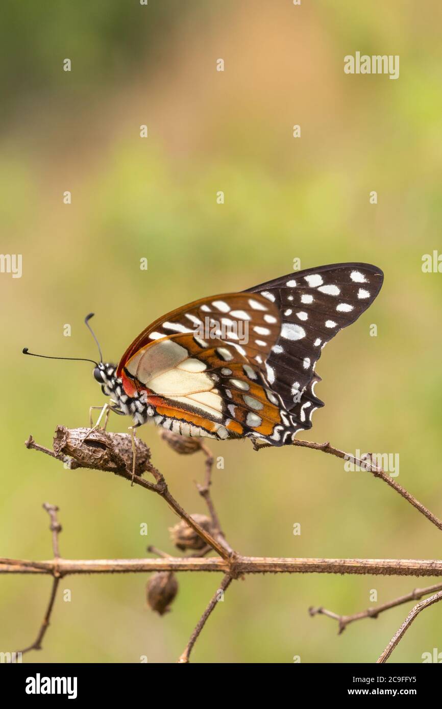 Angola white lady butterfly hi-res stock photography and images - Alamy