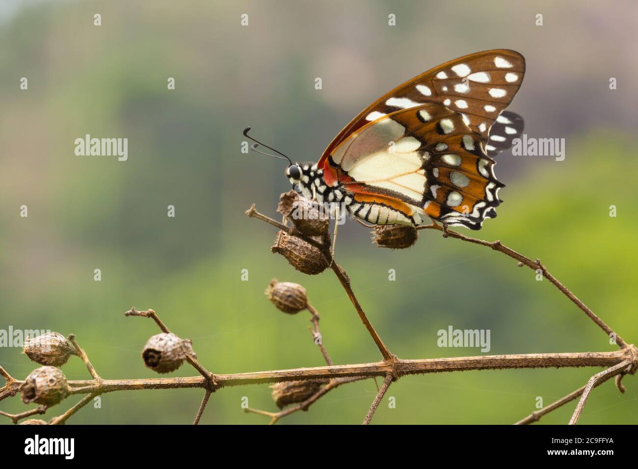 Angola and eswatini hi-res stock photography and images - Alamy