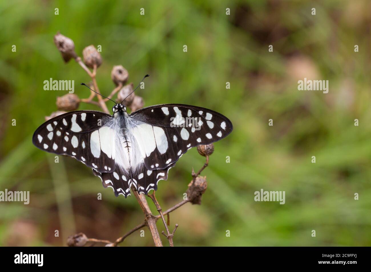 Angola white lady butterfly hi-res stock photography and images - Alamy