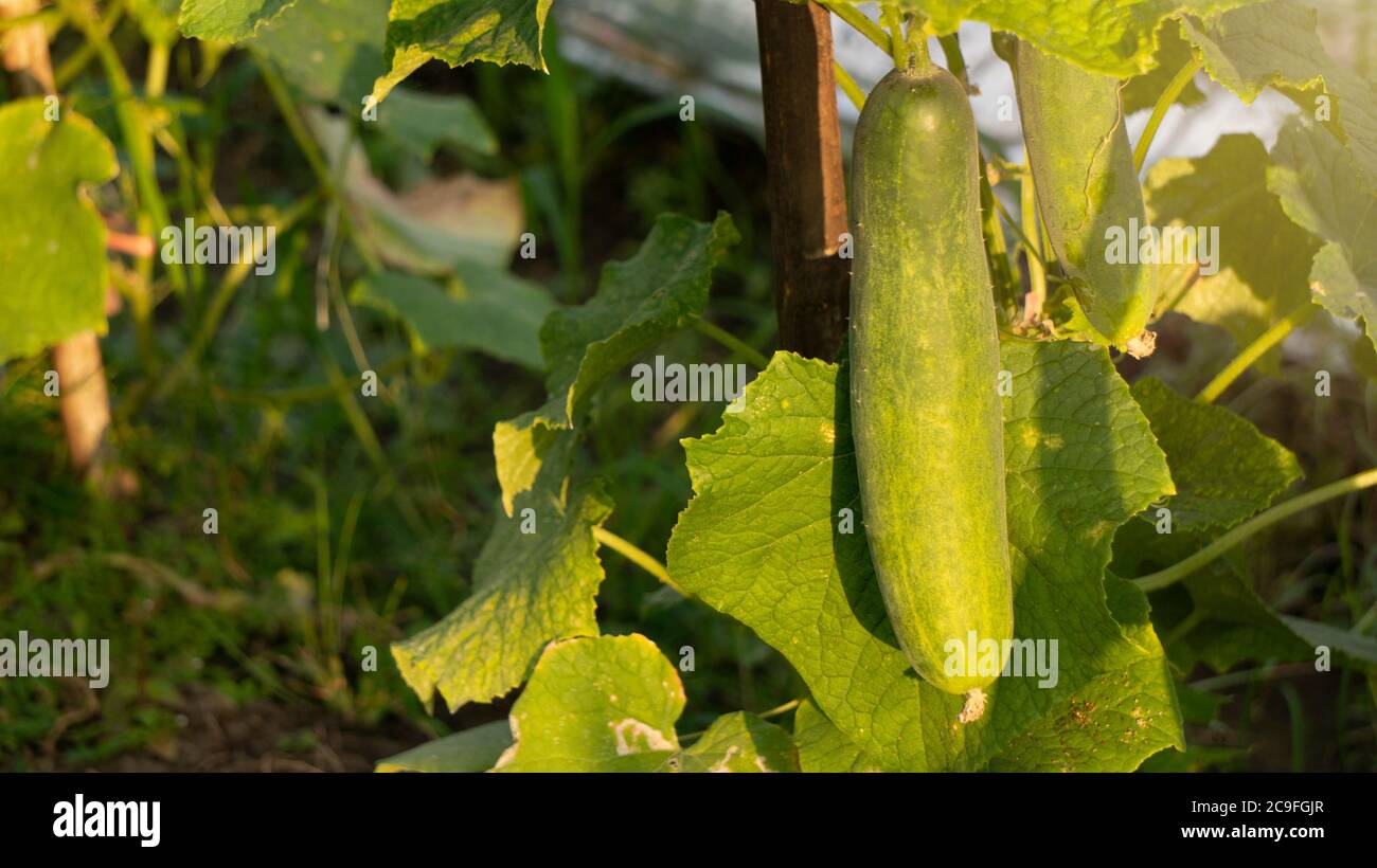 Complement vegetables hi-res stock photography and images - Alamy