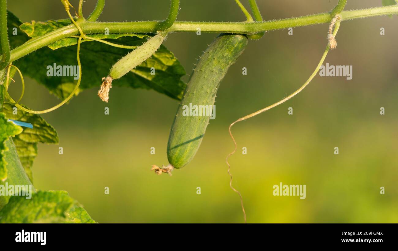 Complement vegetables hi-res stock photography and images - Alamy