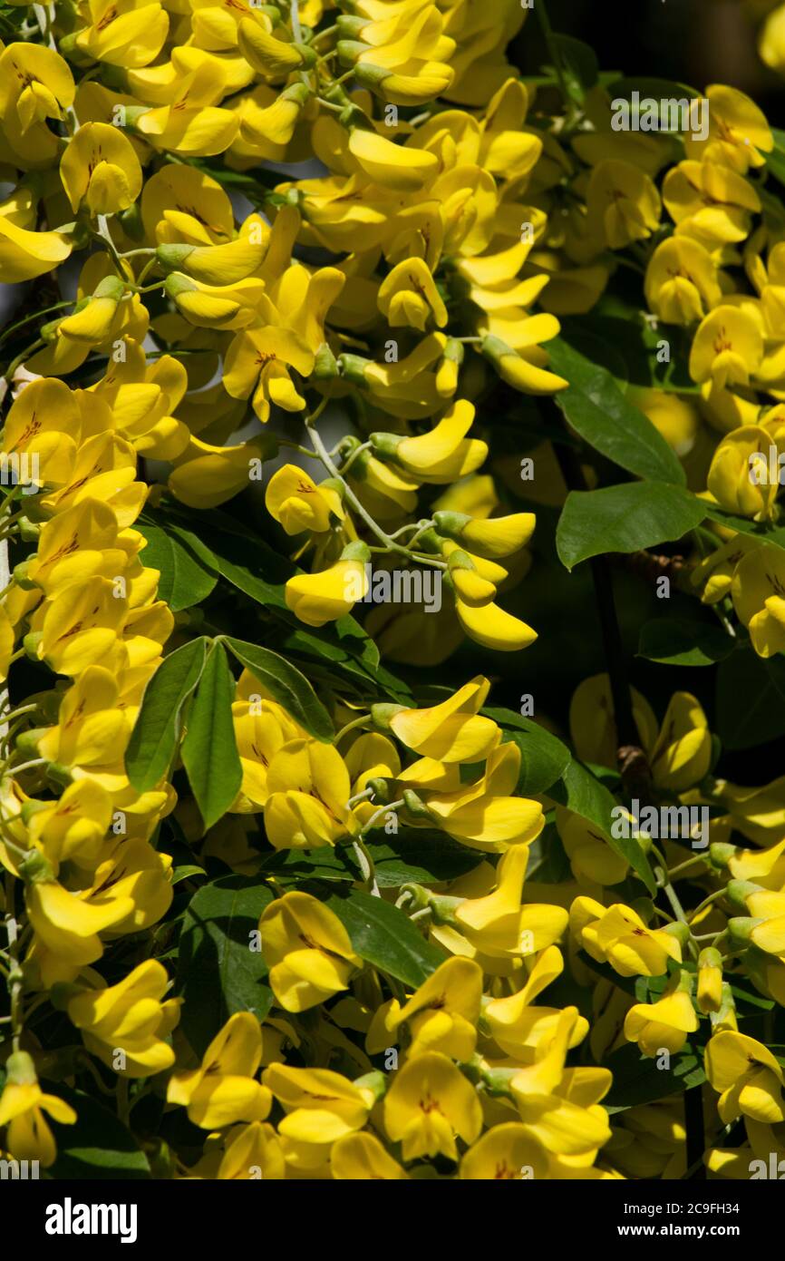 The beautiful pendulous cascades of Laburnum blooms are a popular late ...