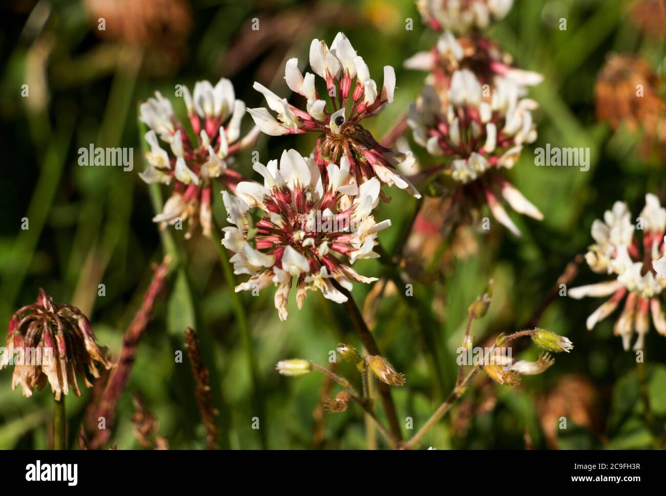 Leaf nodes hi-res stock photography and images - Alamy