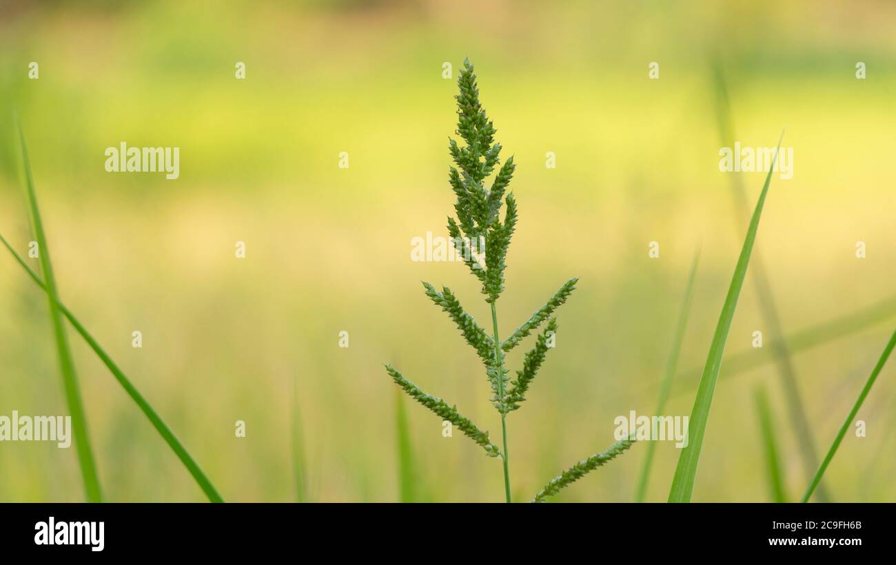 Weeds among rice plants, one of the pests that become farmers' enemies ...