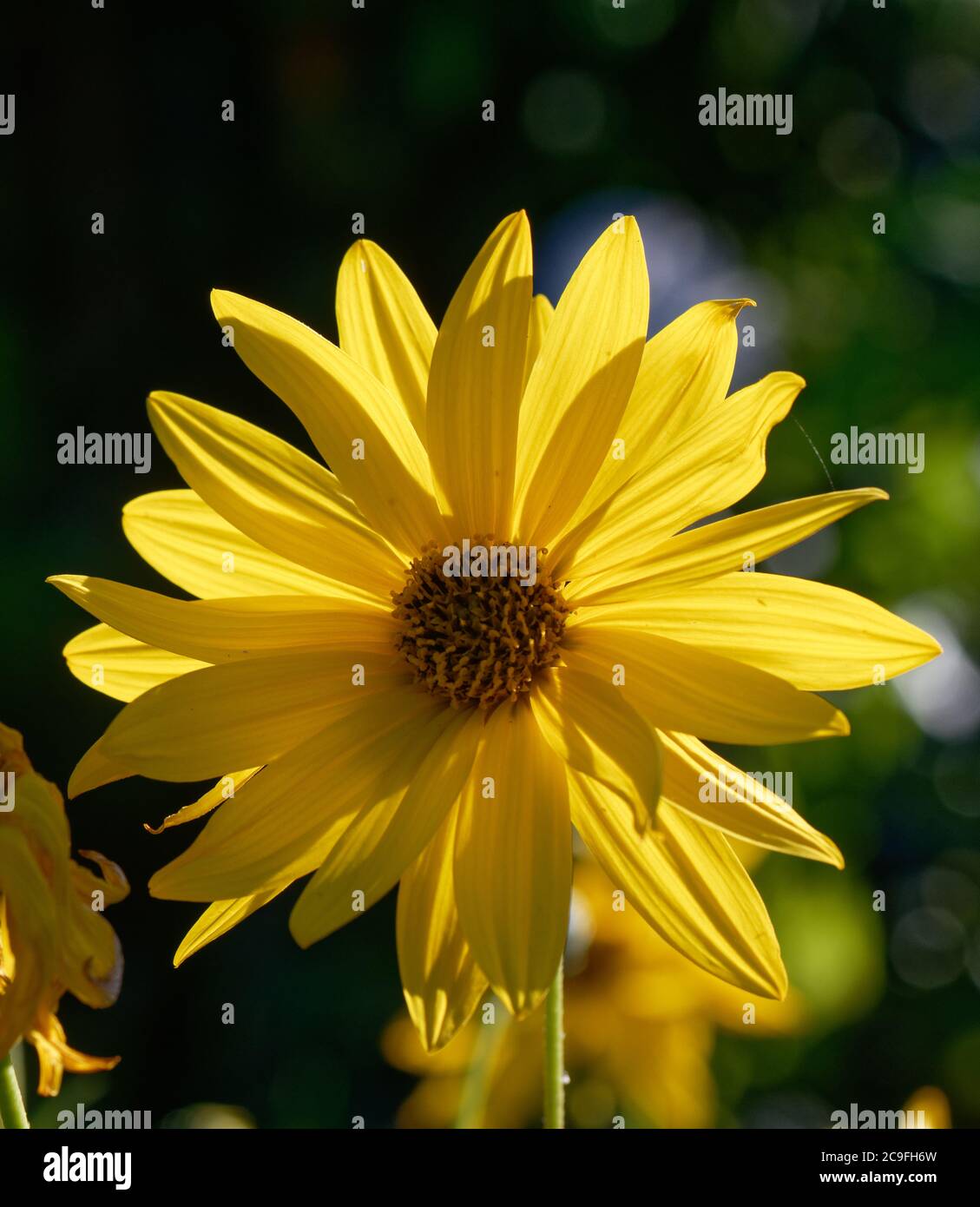 Helianthus annuus evening sun hi-res stock photography and images - Alamy