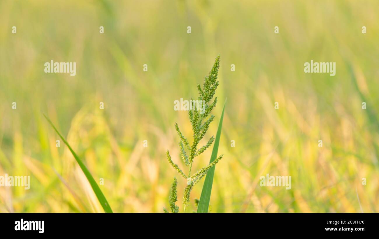 Weeds among rice plants, one of the pests that become farmers' enemies ...