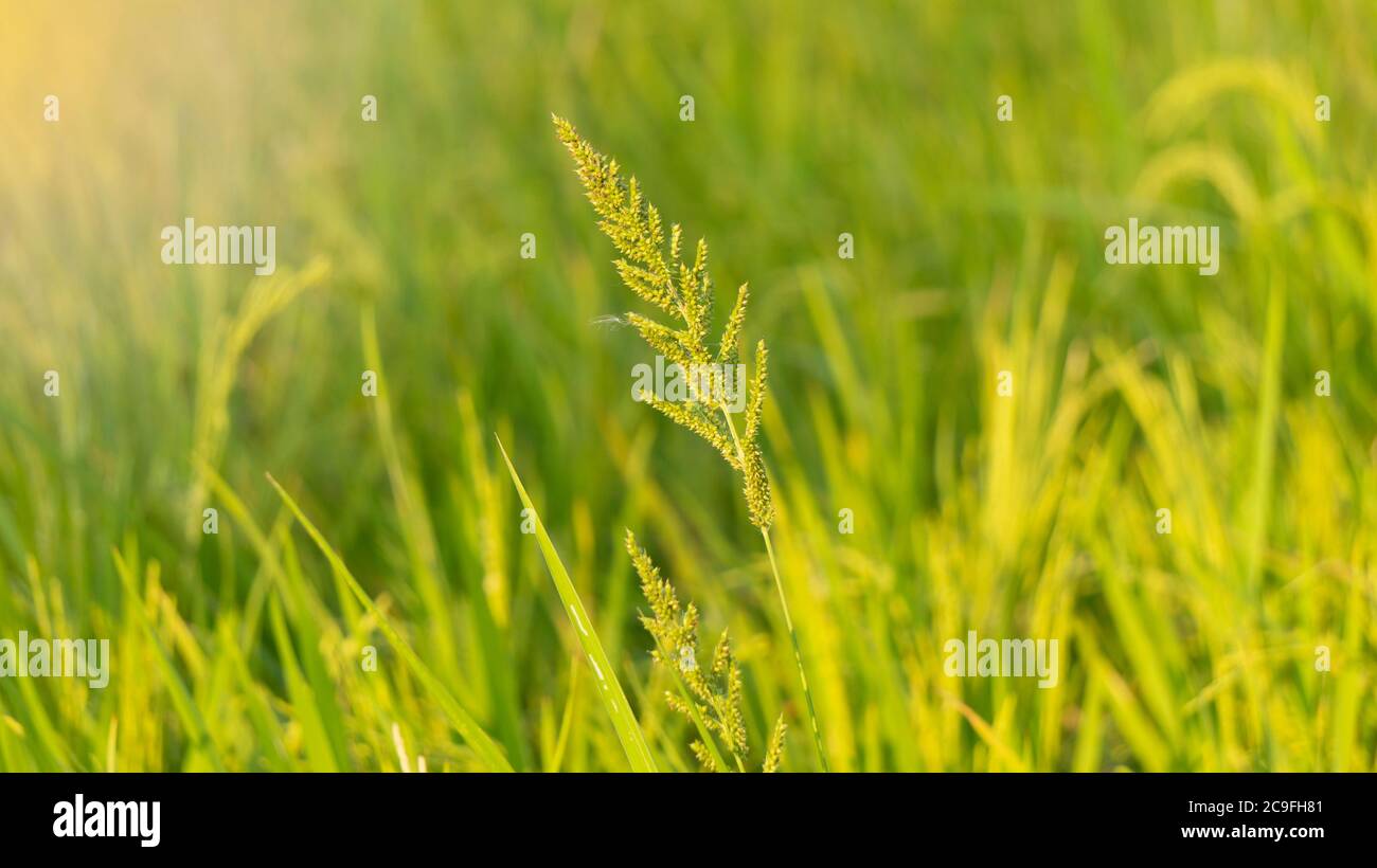 Weeds among rice plants, one of the pests that become farmers' enemies ...