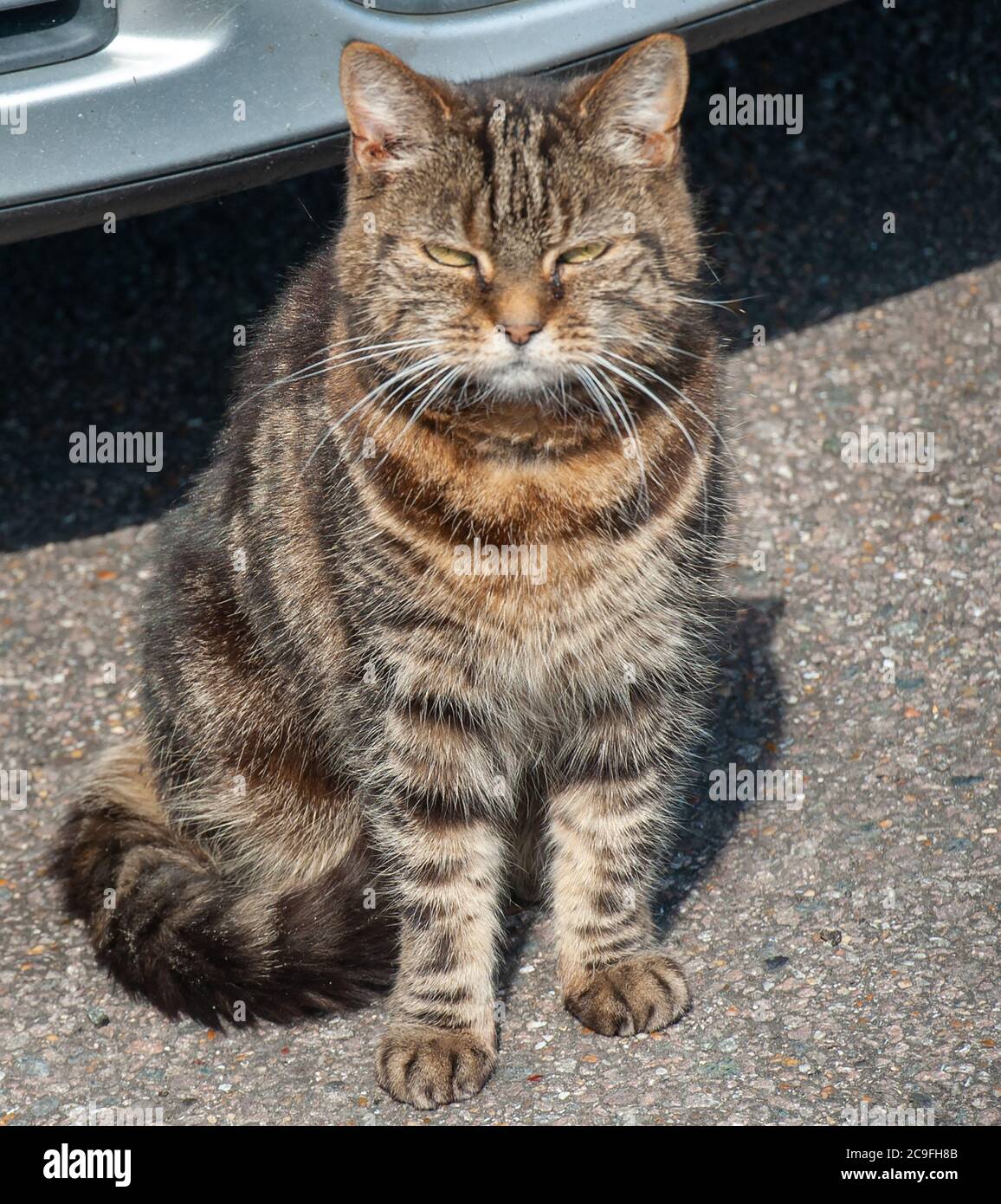 Miserable cat hi-res stock photography and images - Alamy