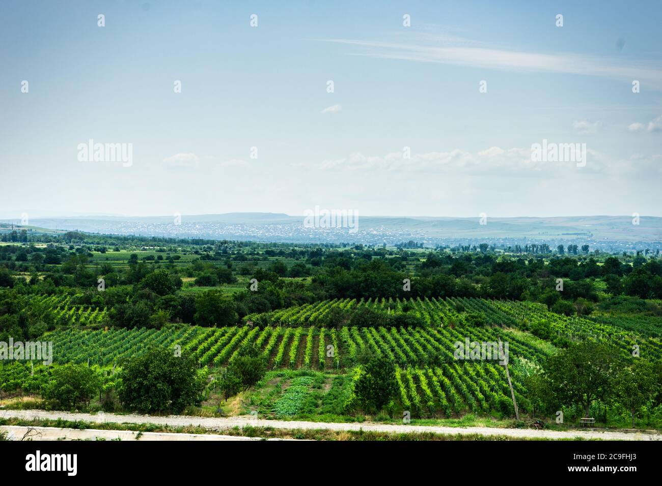 One of the vineyard in wine region of Georgia, Kakheti in sunny day ...