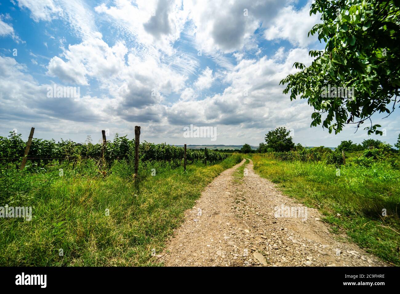 One of the vineyard in wine region of Georgia, Kakheti in sunny day ...