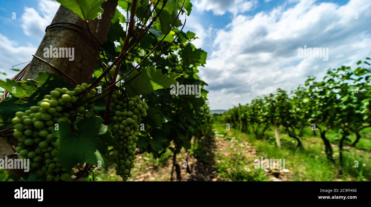 One of the vineyard in wine region of Georgia, Kakheti in sunny day ...