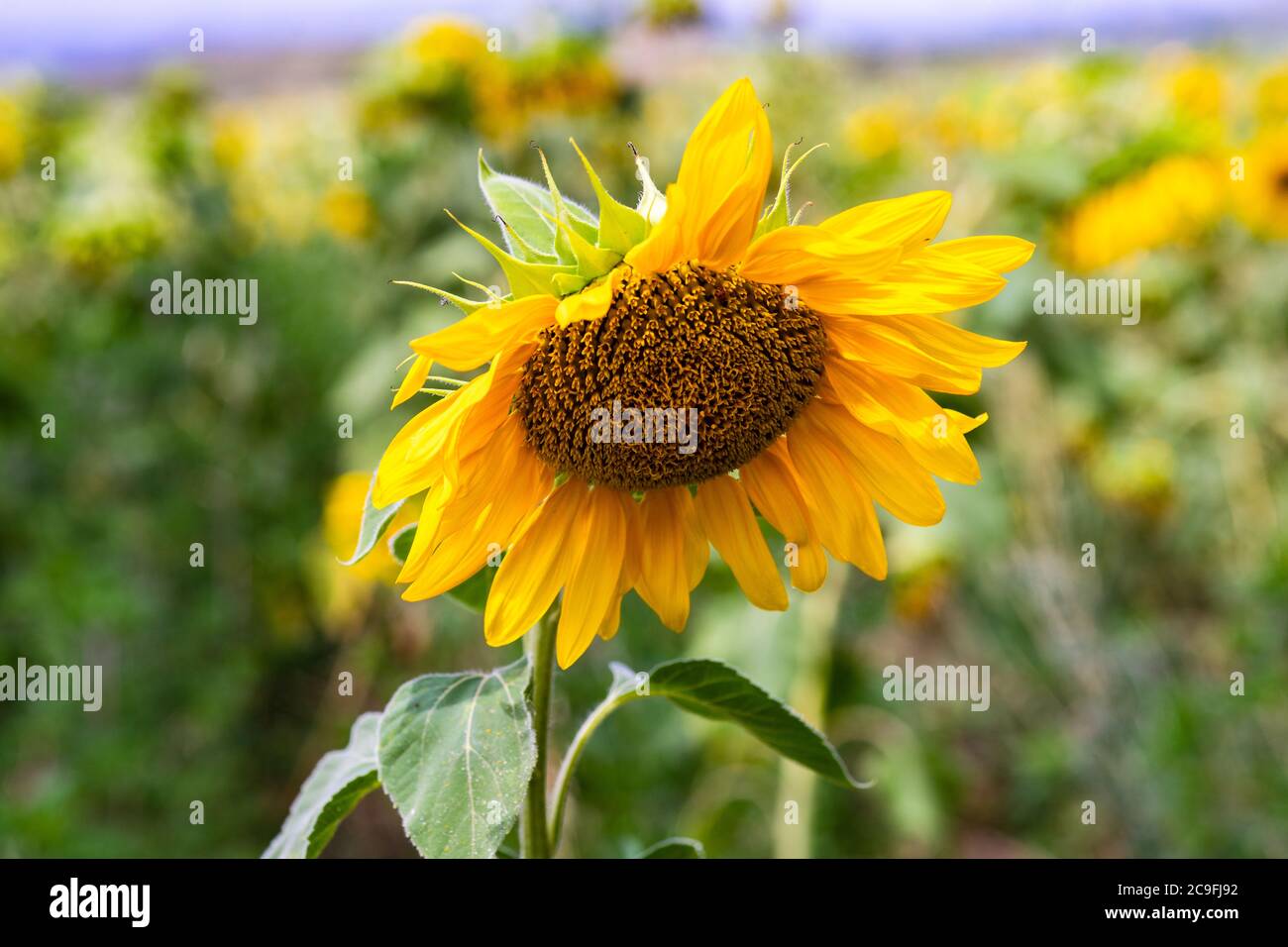 Georgia sunflowers hi-res stock photography and images - Alamy