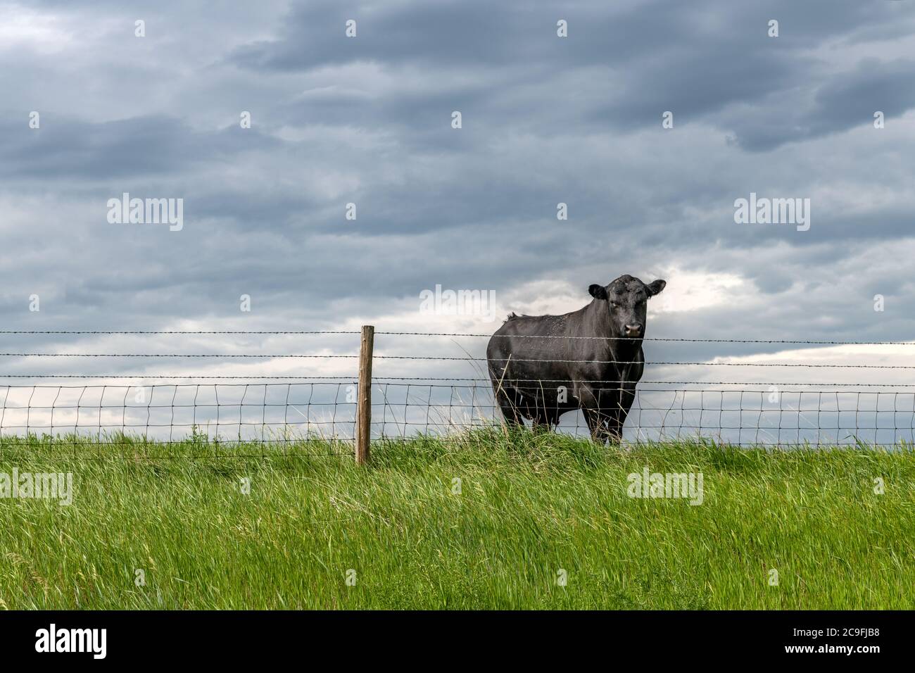 Cow looking over fence hi-res stock photography and images - Alamy