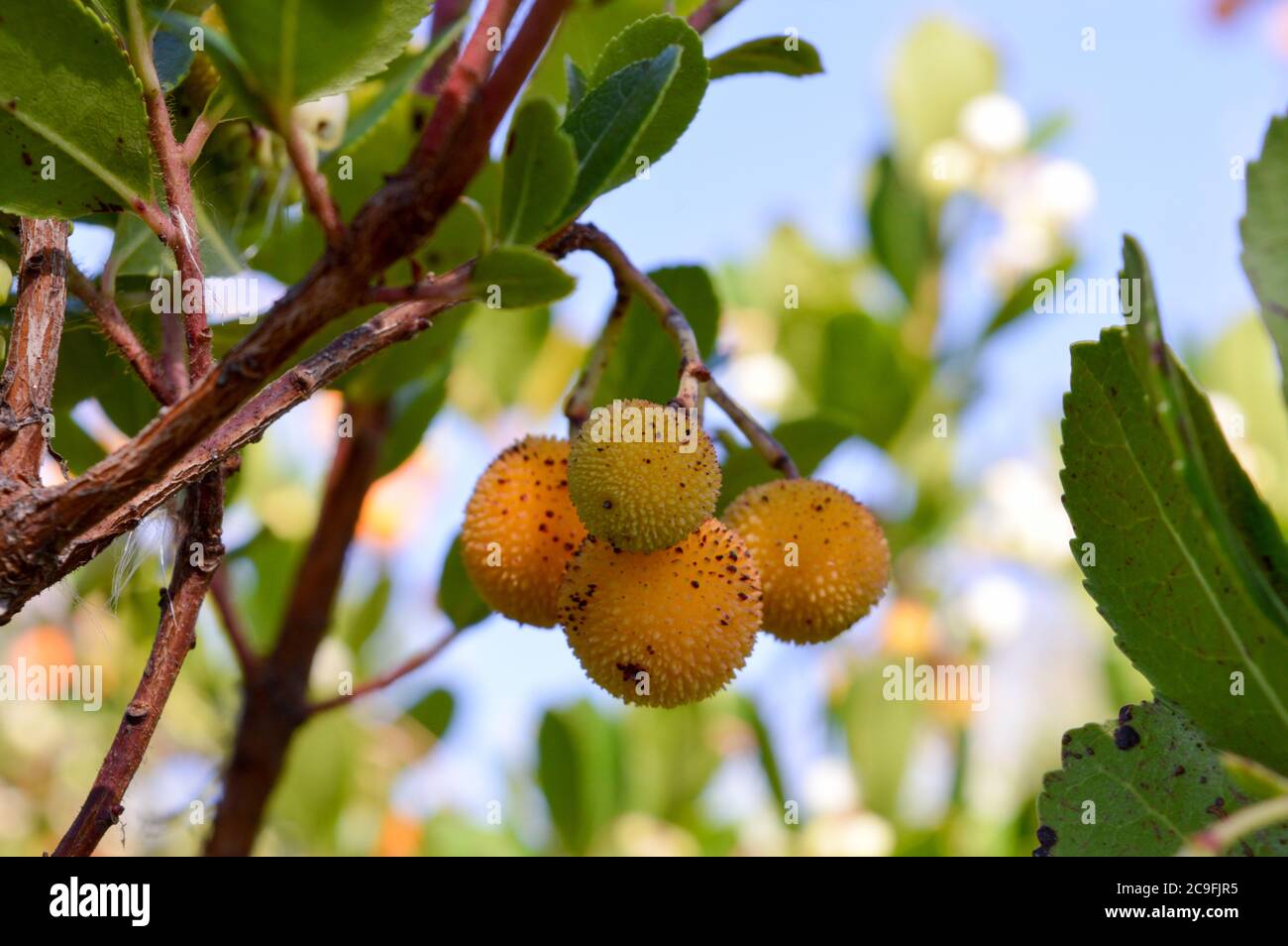 Arbutus unedo strawberry tree hi-res stock photography and images - Alamy