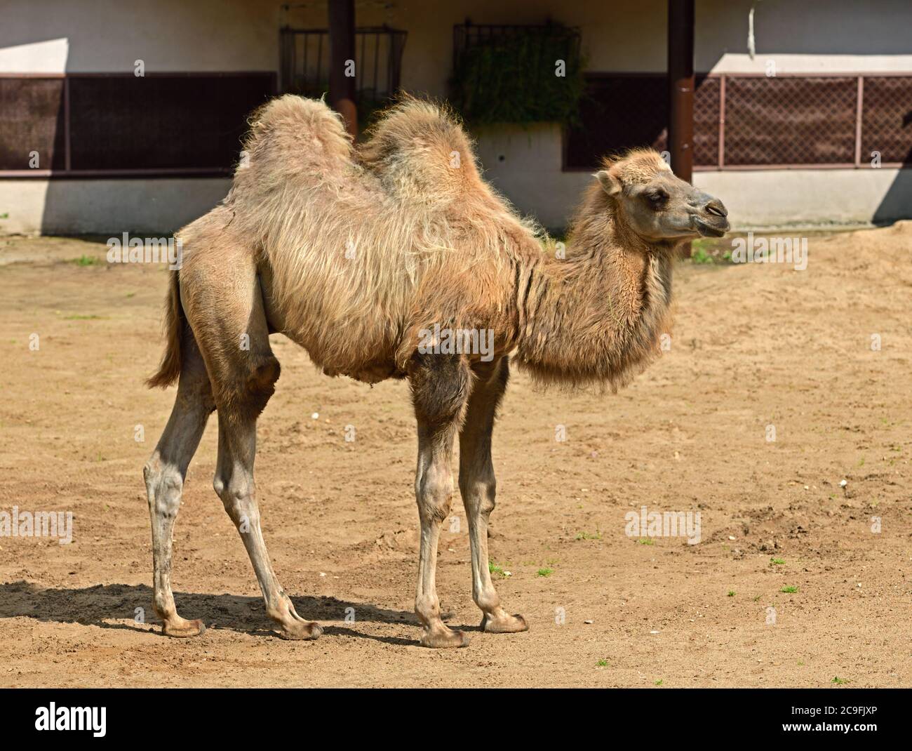 Domestic bactrian camel (Camelus bactrianus). Calf Stock Photo - Alamy