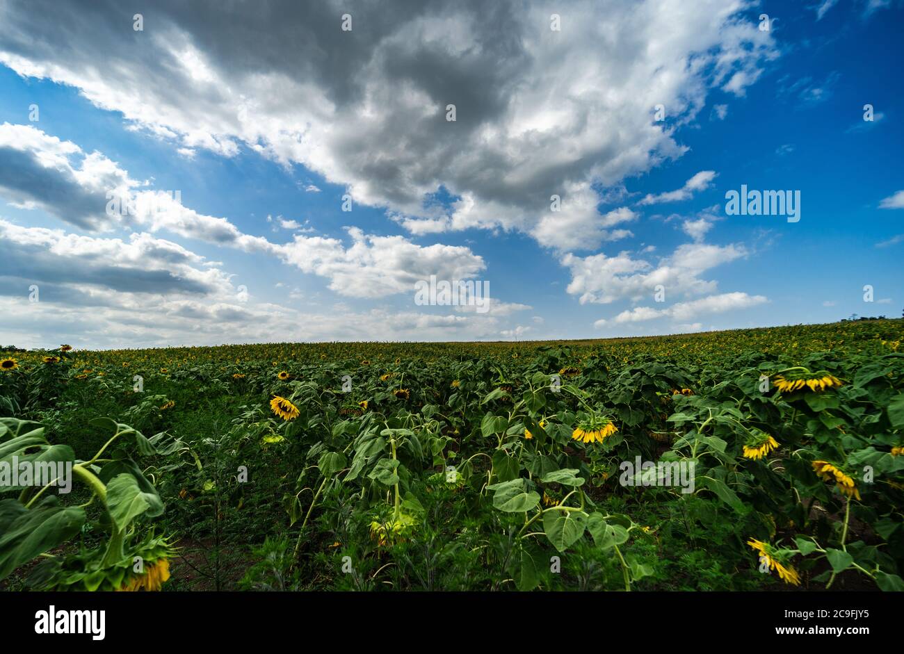 Georgia sunflowers hi-res stock photography and images - Alamy