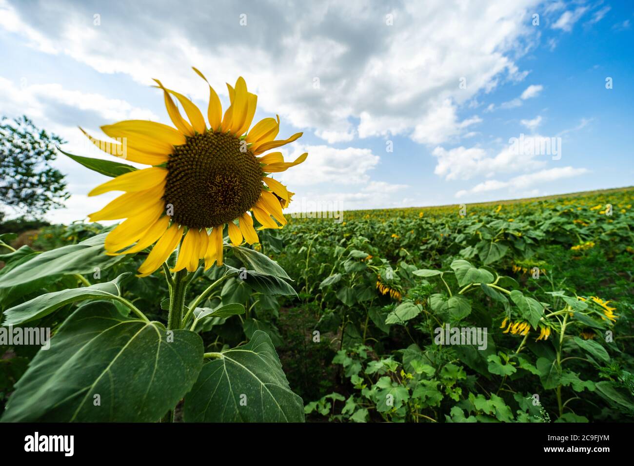 Georgia sunflowers hi-res stock photography and images - Alamy